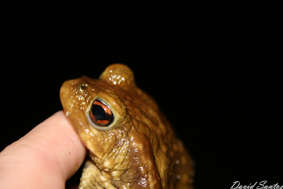 Sapo comum | Project Noah