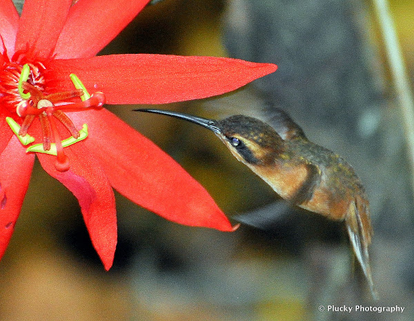 Little Hermit Hummingbird | Project Noah