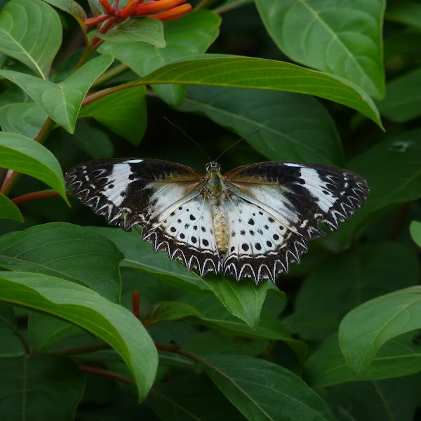 Leopard Lacewing | Project Noah