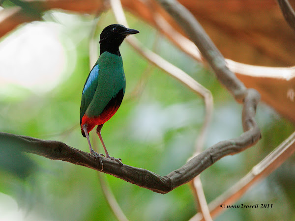 Hooded Pitta | Project Noah