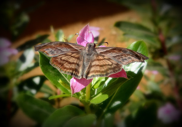 Many-banded Skipper | Project Noah