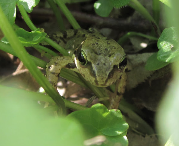 Edible Frog | Project Noah