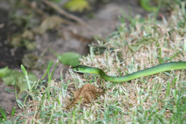 Western Natal Green Snake | Project Noah