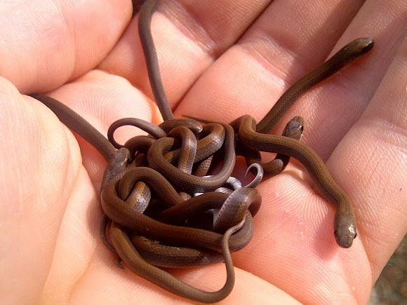 Common Slug-Eater | Project Noah