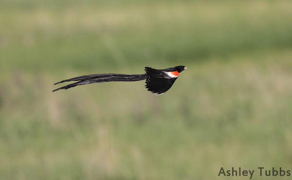 Long-tailed Widowbird | Project Noah