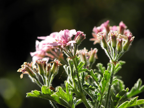 geranium | Project Noah