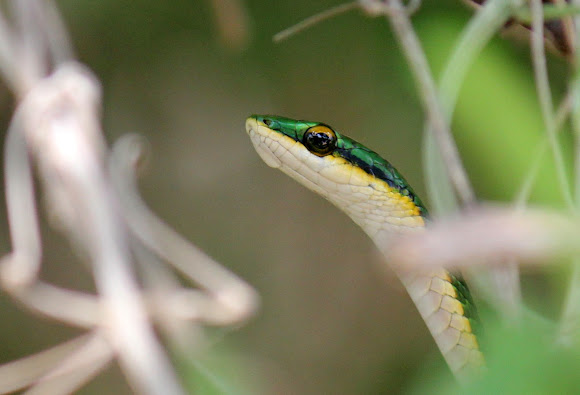 Mexican Parrot Snake | Project Noah