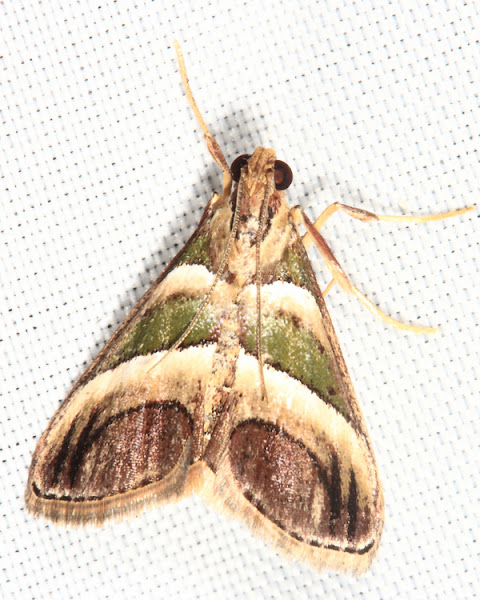 Pyralid Moth | Project Noah