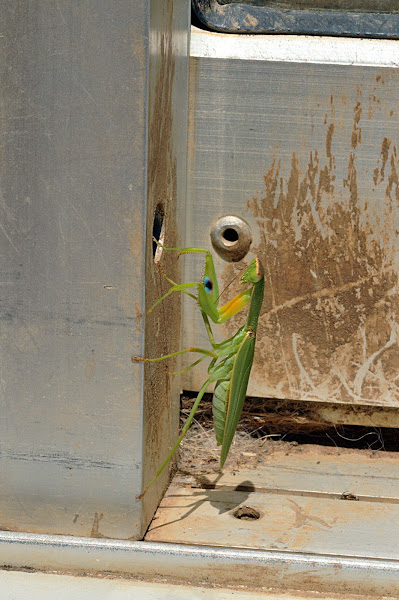 Australian Green Mantis (male) | Project Noah