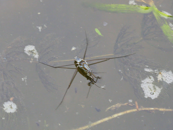 Water strider (bug) | Project Noah