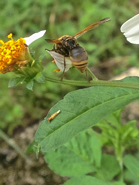 Keyhole Wasp | Project Noah