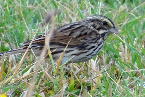 Savannah Sparrow | Project Noah