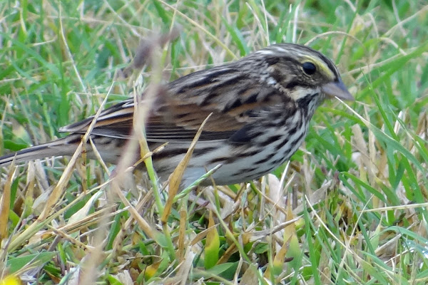 Savannah Sparrow | Project Noah