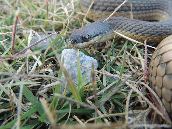 Grahams crayfish snake | Project Noah