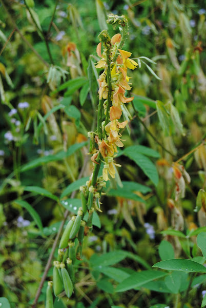 Rattlepod | Project Noah