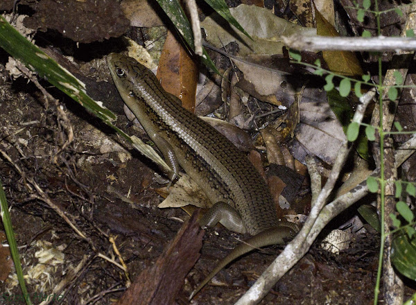 Major Skink | Project Noah