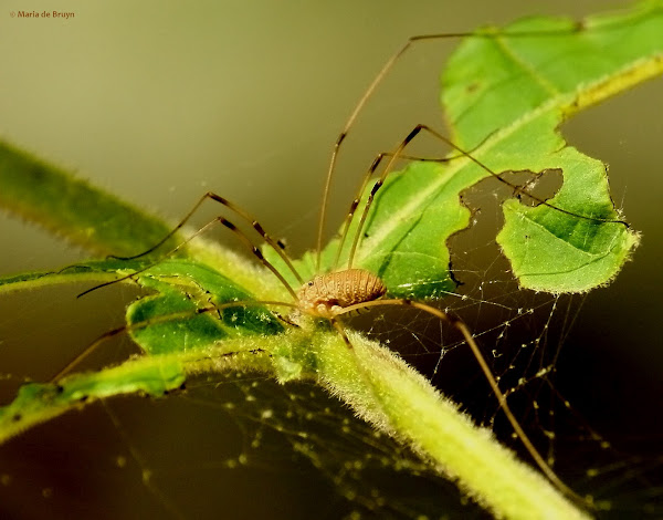 Harvestmen | Project Noah