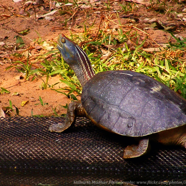 Red-Crowned Roof Turtle | Project Noah