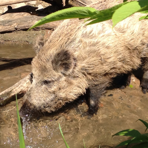 Wild boar | Project Noah