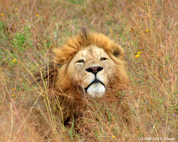 Lions (Ngorongoro Crater) | Project Noah