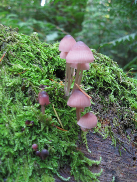 Fairy Bonnet | Project Noah