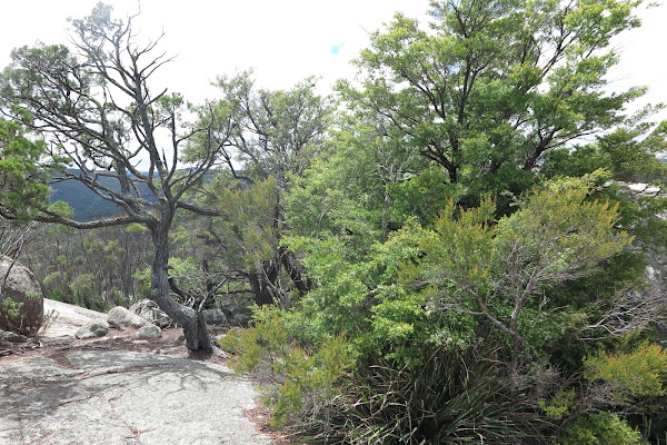 Mountain Tea-tree | Project Noah