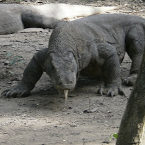 Wildlife of Java | Project Noah