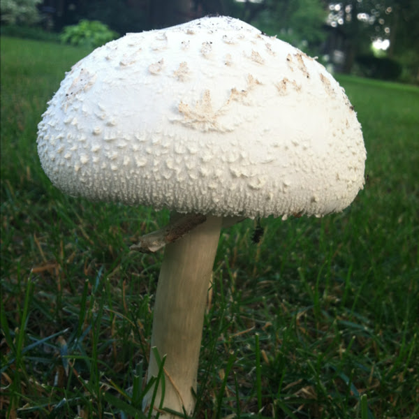 Green-spored Lepiota | Project Noah