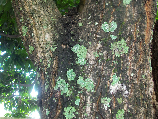 Líquen Crostoso Esquamuloso | Project Noah