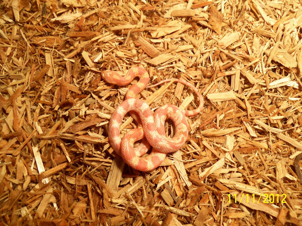 Sunglow Corn Snake | Project Noah