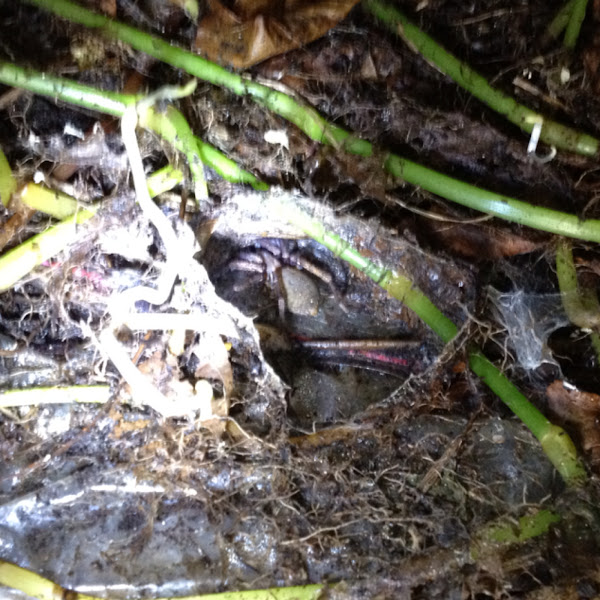 Large brown vagrant spider | Project Noah