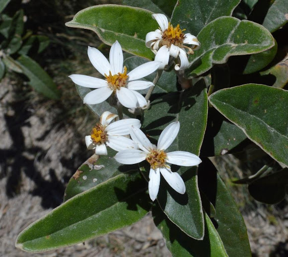 Large-leaf Daisy Bush | Project Noah