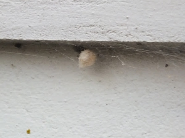 Spider nests | Project Noah