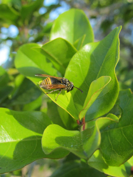Keyhole Wasp | Project Noah