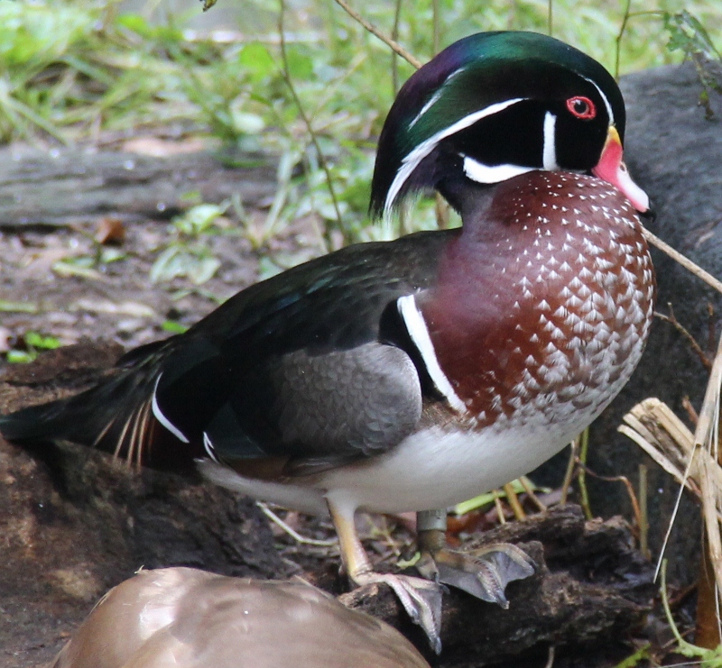 wood duck | Project Noah