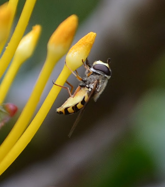 Hoverfly | Project Noah