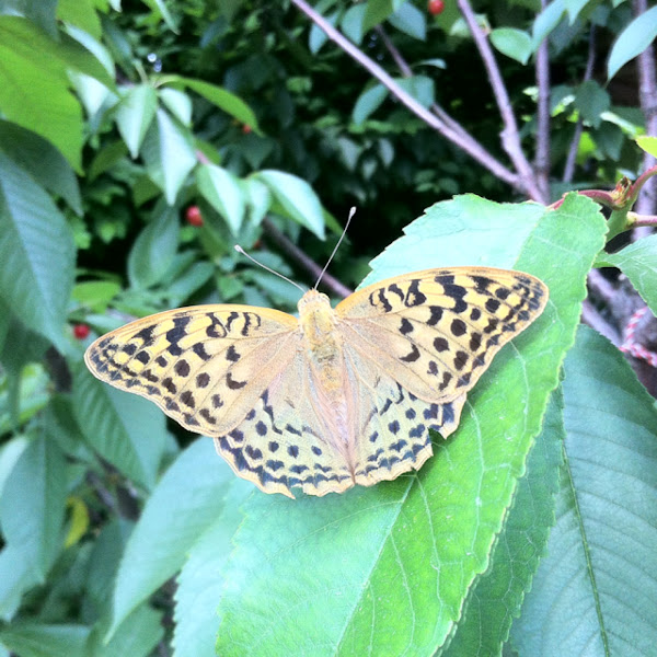 Cardinal | Project Noah