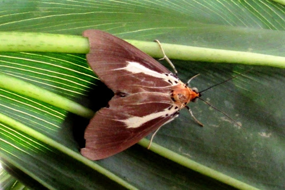 Asota Moth | Project Noah