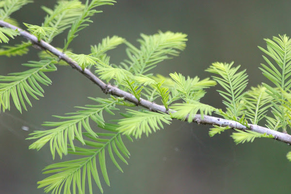 Cypress Tree Leaves | Project Noah