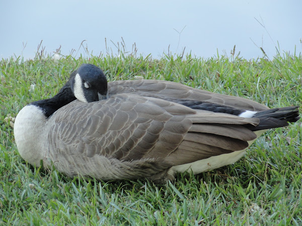 Sleepy Canadian Goose | Project Noah