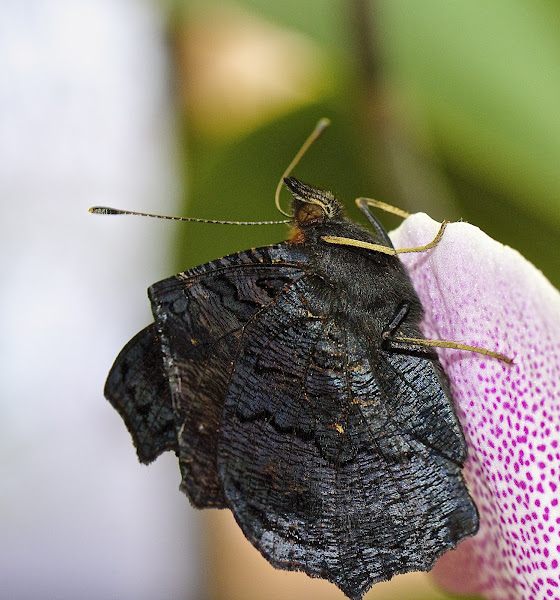 Peacock Butterfly Cocoon + Adult | Project Noah