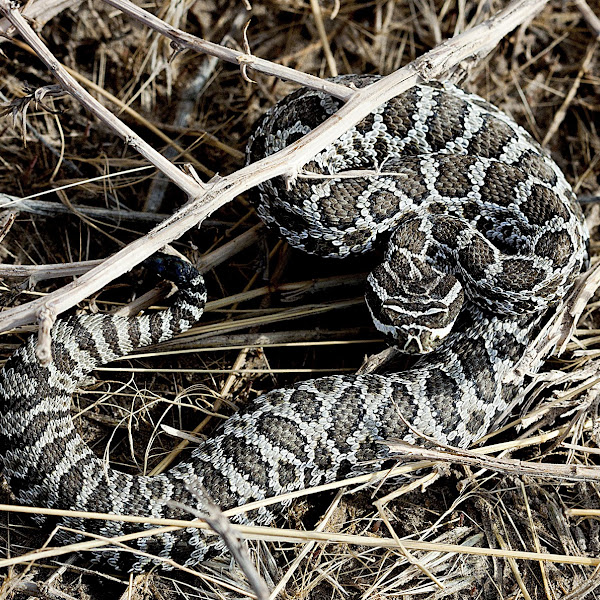 Northwest Reptiles | Project Noah