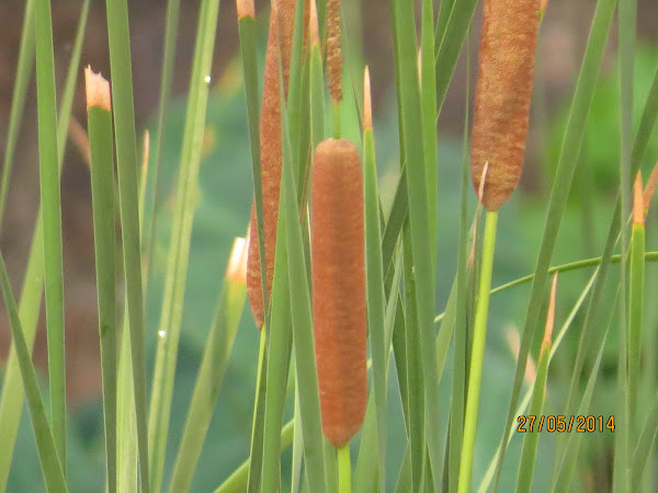 Bullrushes | Project Noah