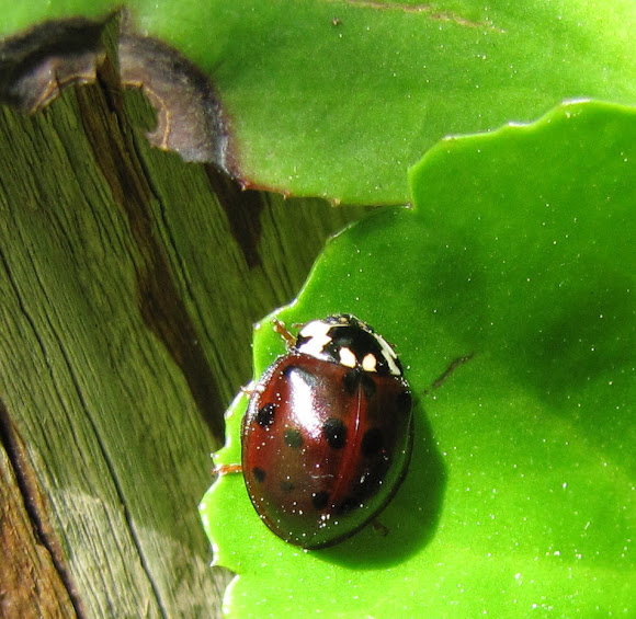 Fifteen-spotted Lady Beetle | Project Noah