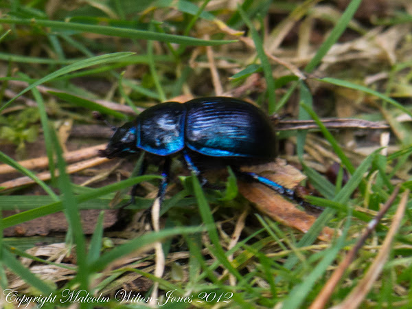 Scarab Beetle | Project Noah