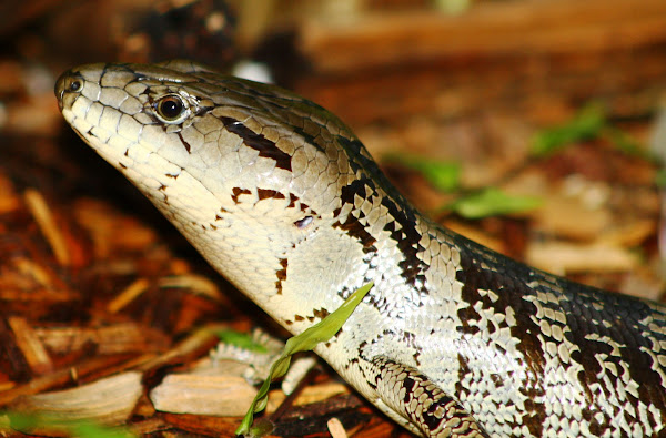 Pink Tounged Skink | Project Noah