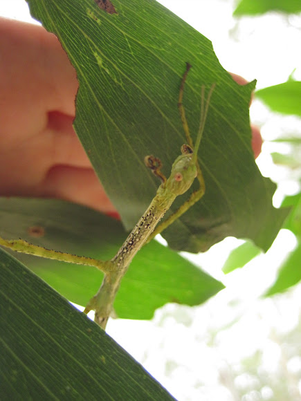 Strong stick insect | Project Noah
