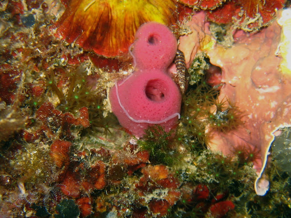 sponge | Project Noah