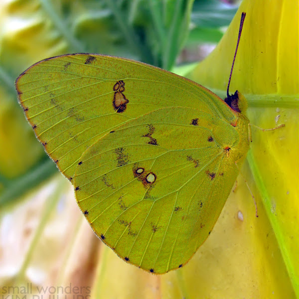 Cloudless Sulphur Butterfly | Project Noah
