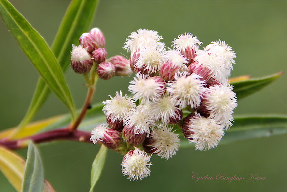 Seep Willow | Project Noah